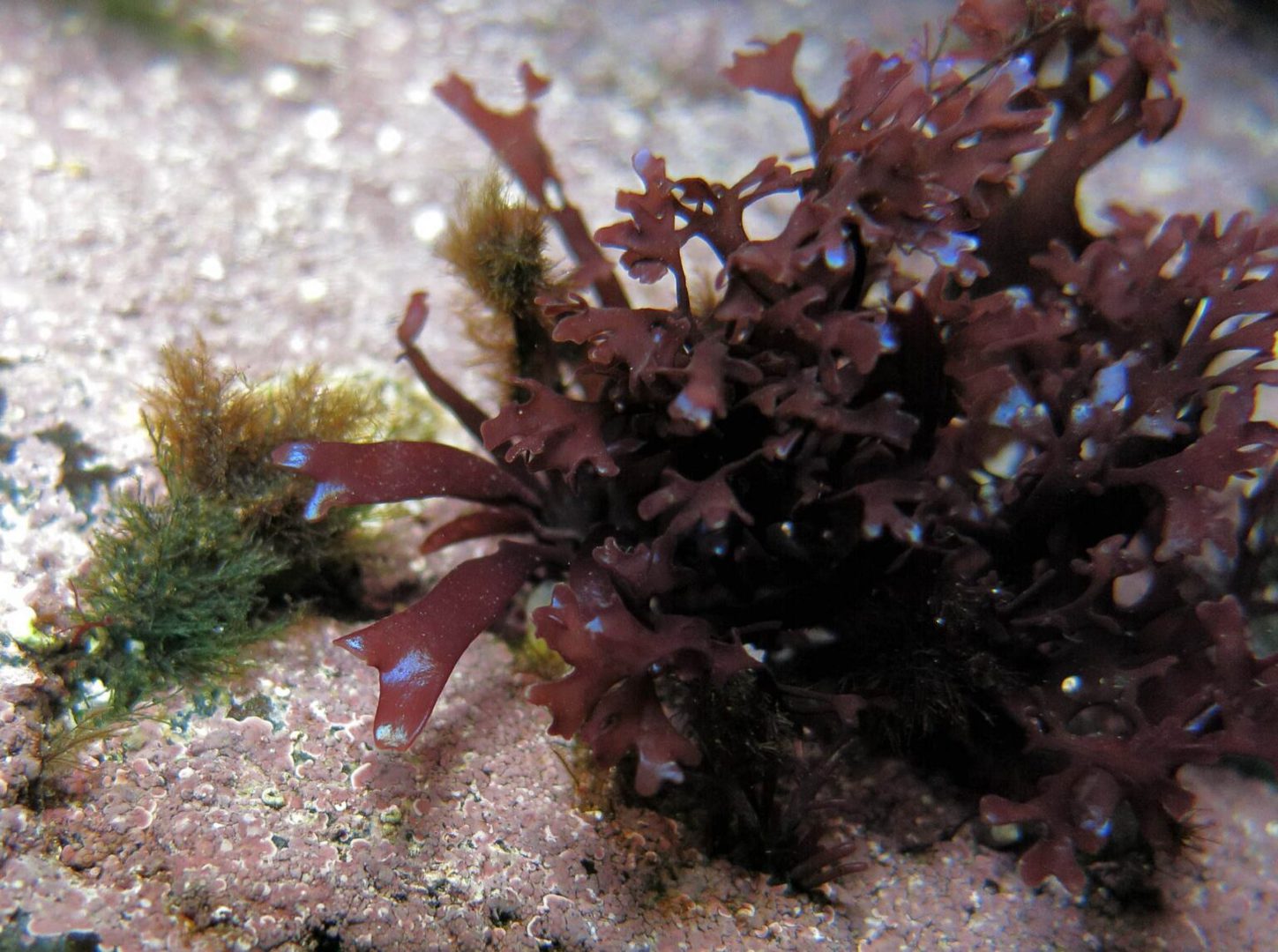 Alga Chondrus Crispus, una piccola alga dalle tante proprietà