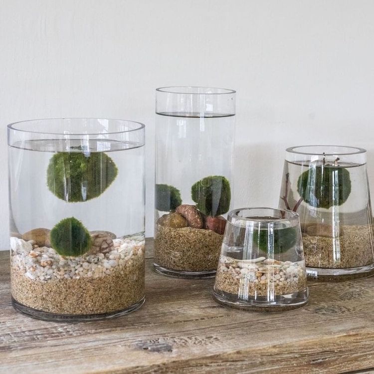 Alga Marimo, curiosità e come prendersi cura di questa alga