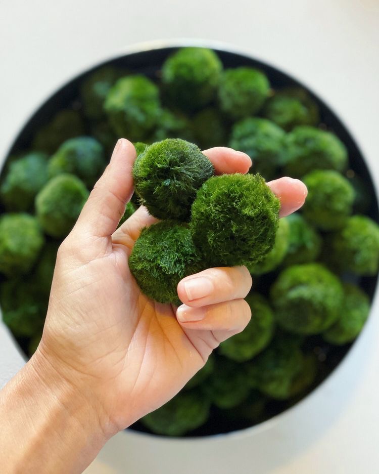 Alga Marimo, curiosità e come prendersi cura di questa alga